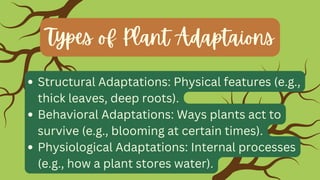 Structural, Behavioral, Physiological Plant Adaptations (5th Grade Science) | PDF