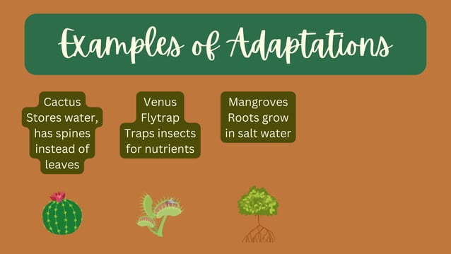 Structural, Behavioral, Physiological Plant Adaptations (5th Grade ...