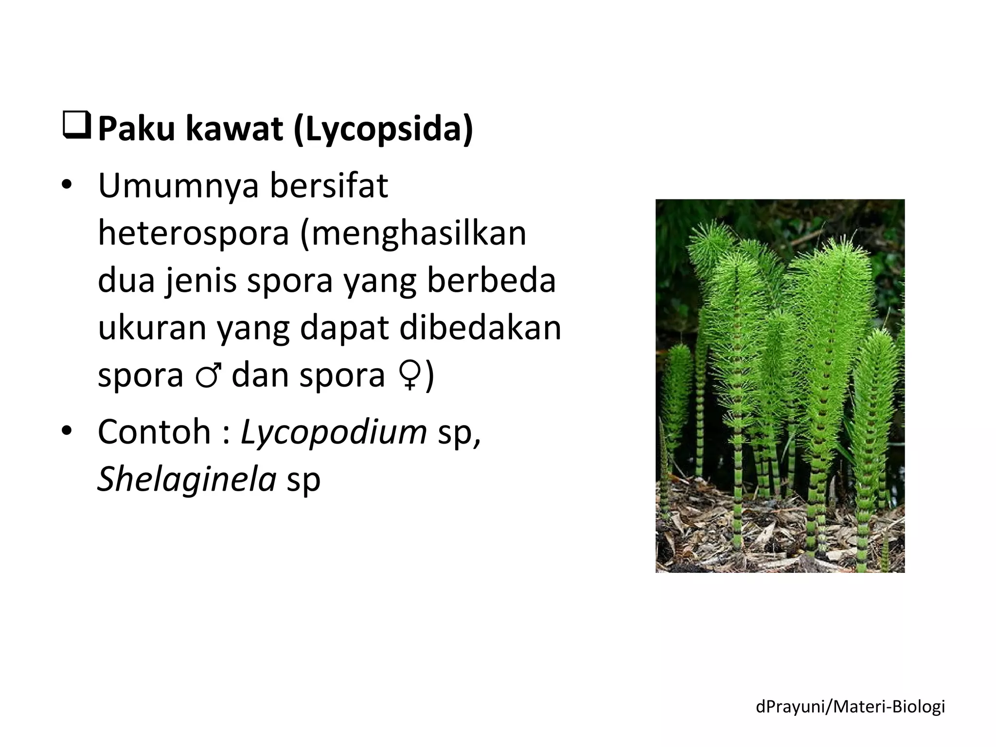 Plantae, Kingdom Tumbuhan | PPT