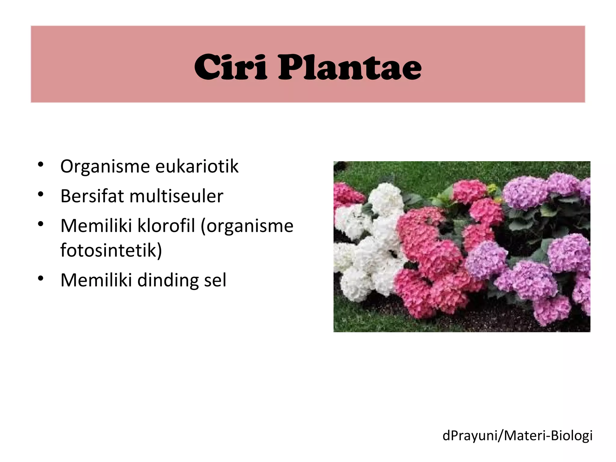 Plantae, Kingdom Tumbuhan | PPT