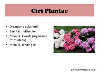 Plantae, Kingdom Tumbuhan | PPT