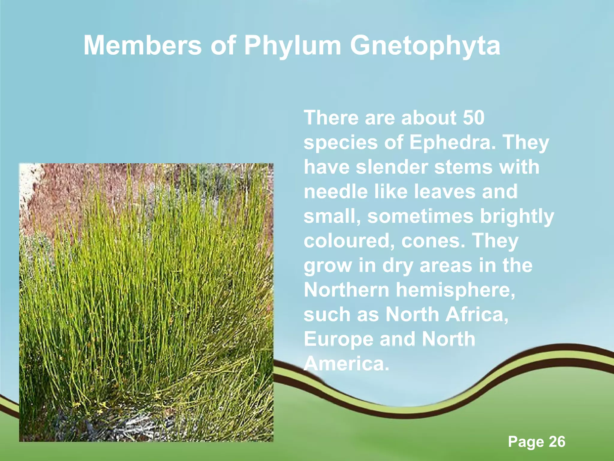 Kingdom Plantae | PPT