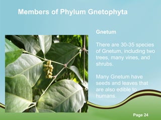 Phylum Gnetophyta
