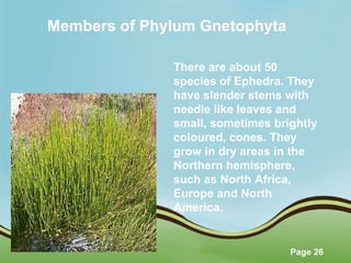 Phylum Gnetophyta