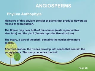 Kingdom Plantae Phylum