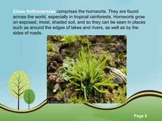 Kingdom Plantae | PPT