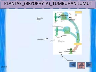 tumbuhan Lumut | PPT