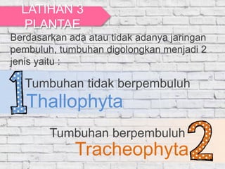 kingdom Plantae biologi kelas X | PPTX