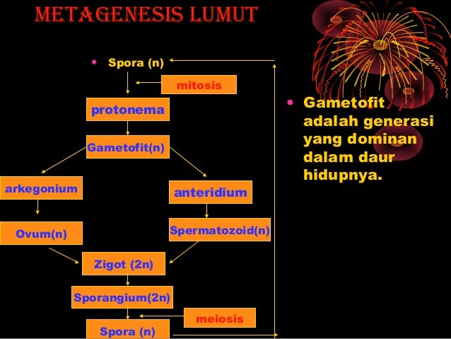 Materi Lengkap Kingdom Plantae Tumbuhan Terbaru Generasi Biologi Riset