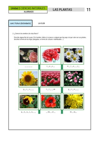 Fichas educativas sobre las plantas completa | PDF