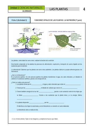 Fichas educativas sobre las plantas completa | PDF
