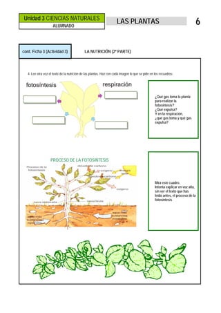 Fichas educativas sobre las plantas completa | PDF