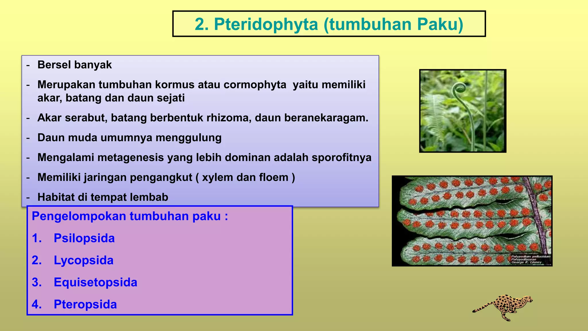 Plantae (kelas x) | PPTX
