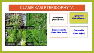 Plantae (kelas x) | PPTX