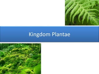 Plantae ppt.pptx