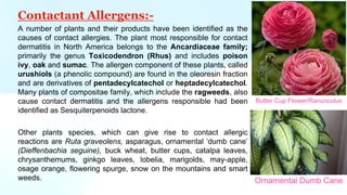 Plant Allergens.pptx