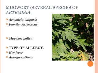 Plant allergens and herbal antiallergic drugs | PPT