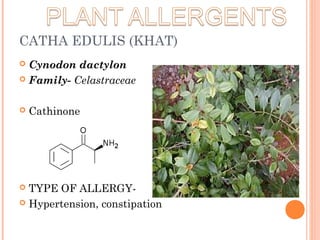 Plant allergens and herbal antiallergic drugs | PPT