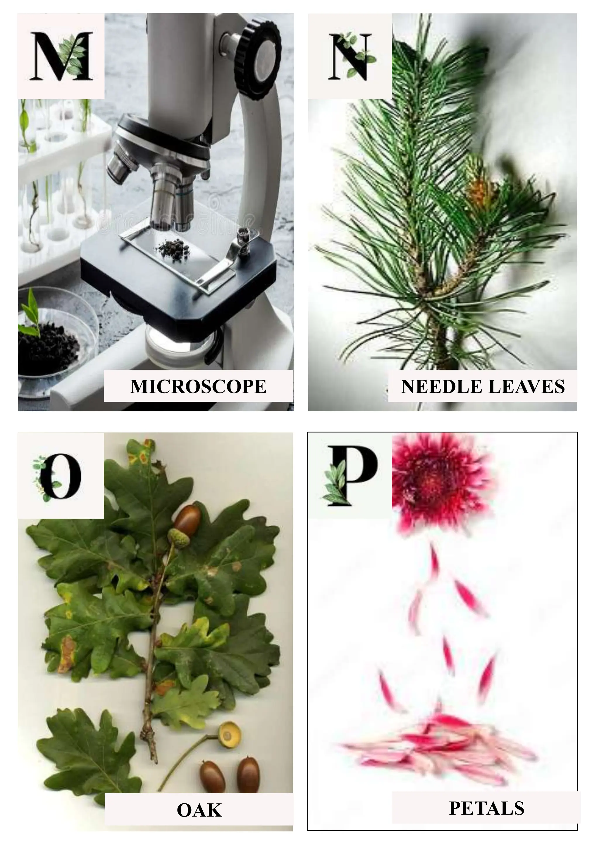 Plant alphabet for English teaching for preschoolers | PPTX