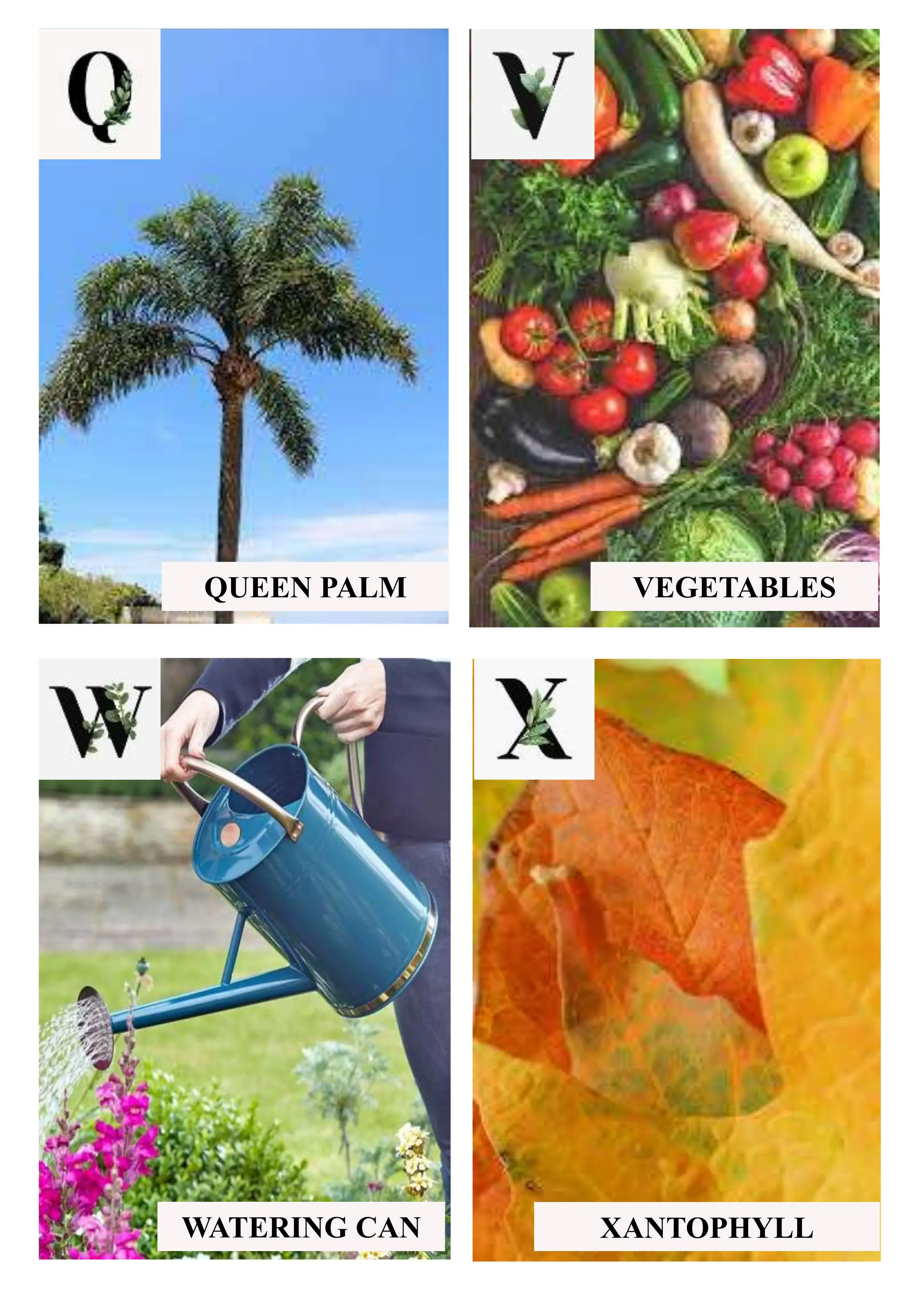 Plant alphabet for English teaching for preschoolers | PDF