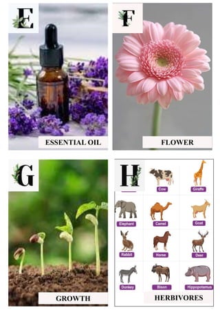Plant alphabet for English teaching for preschoolers | PPTX