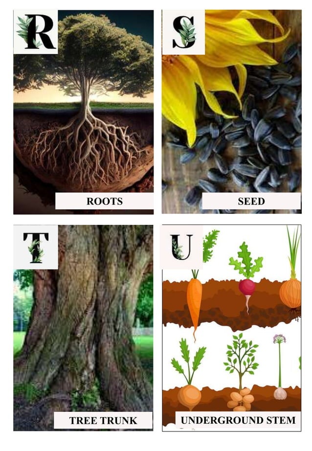 Plant alphabet for English teaching for preschoolers | PPTX