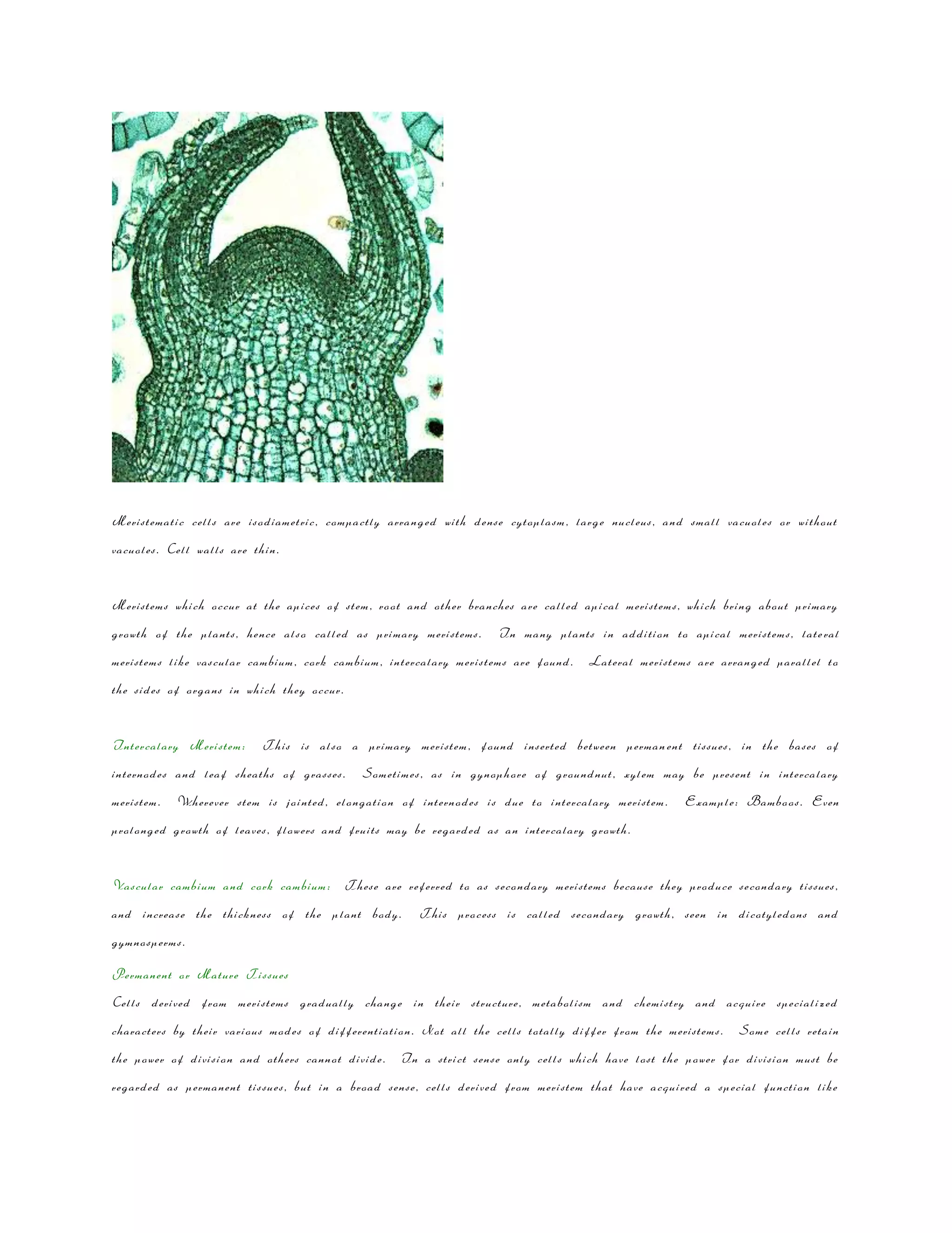 Plant anatomy | DOCX