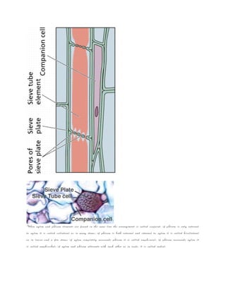 Plant anatomy | DOCX