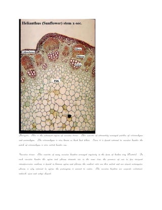 Plant anatomy | DOCX