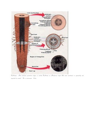 Plant anatomy | DOCX