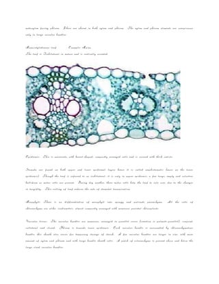 Plant anatomy | DOCX