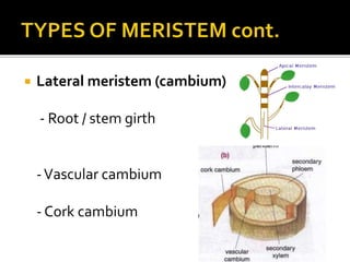 Plant anatomy | PPTX