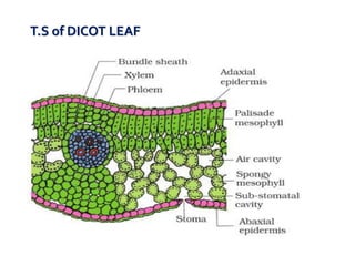 Plant Epidermis Diagram