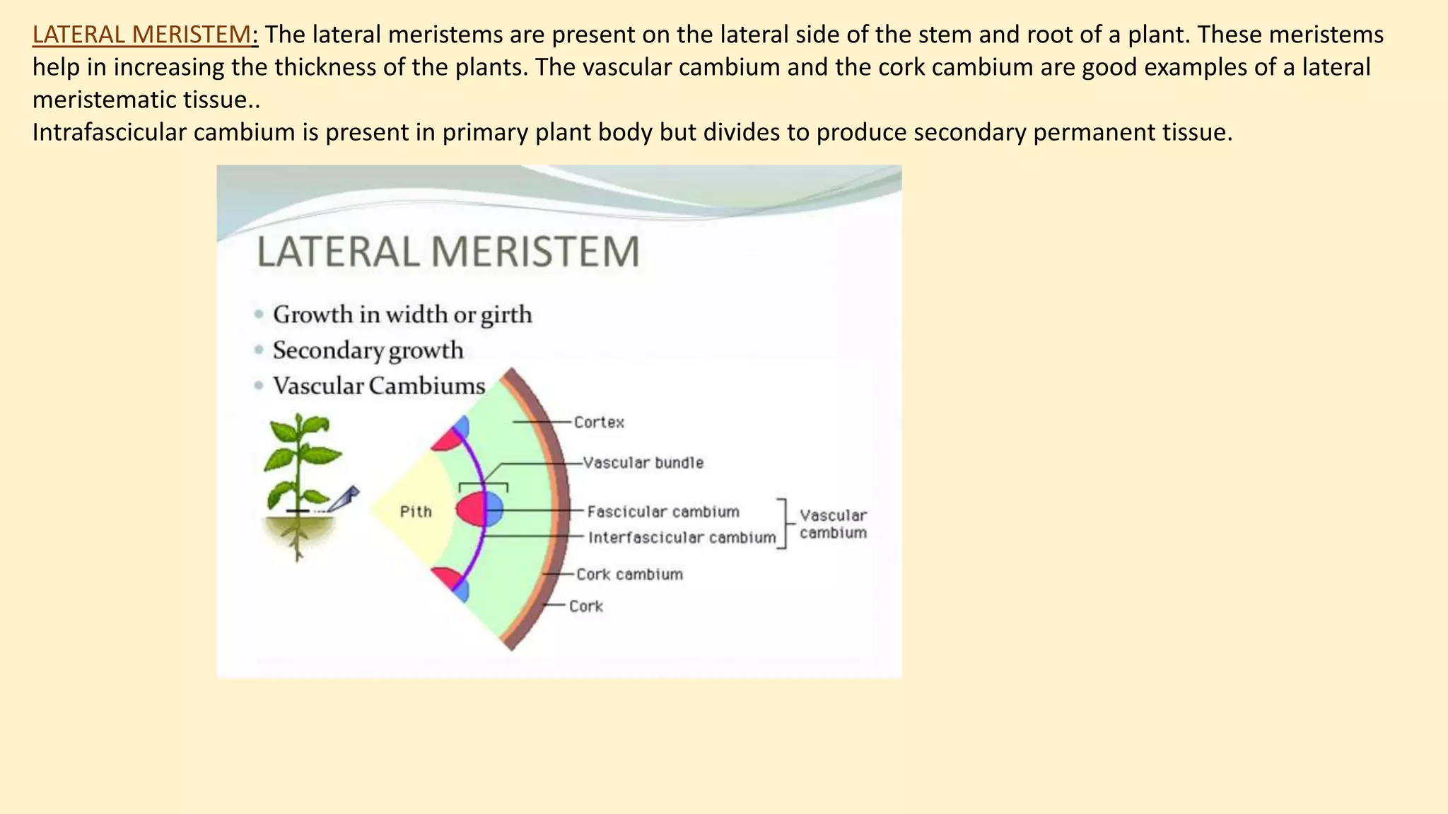 types of meristems. | PPTX