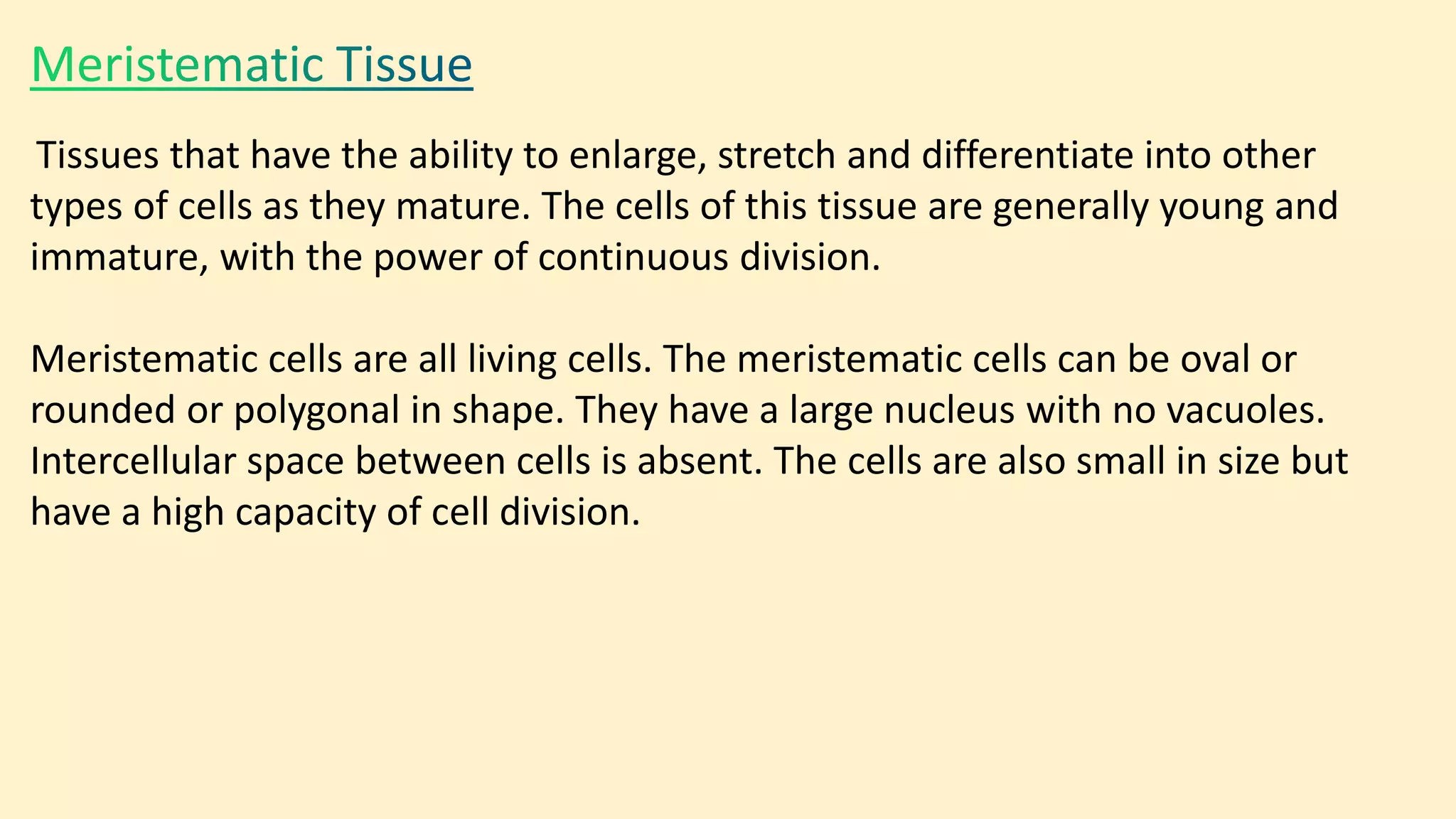 types of meristems. | PPTX