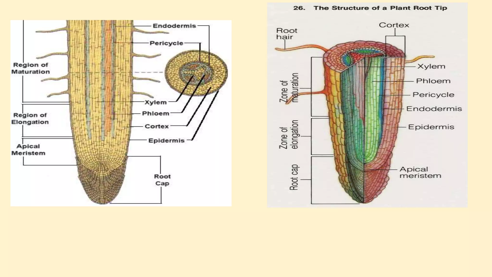 types of meristems. | PPTX