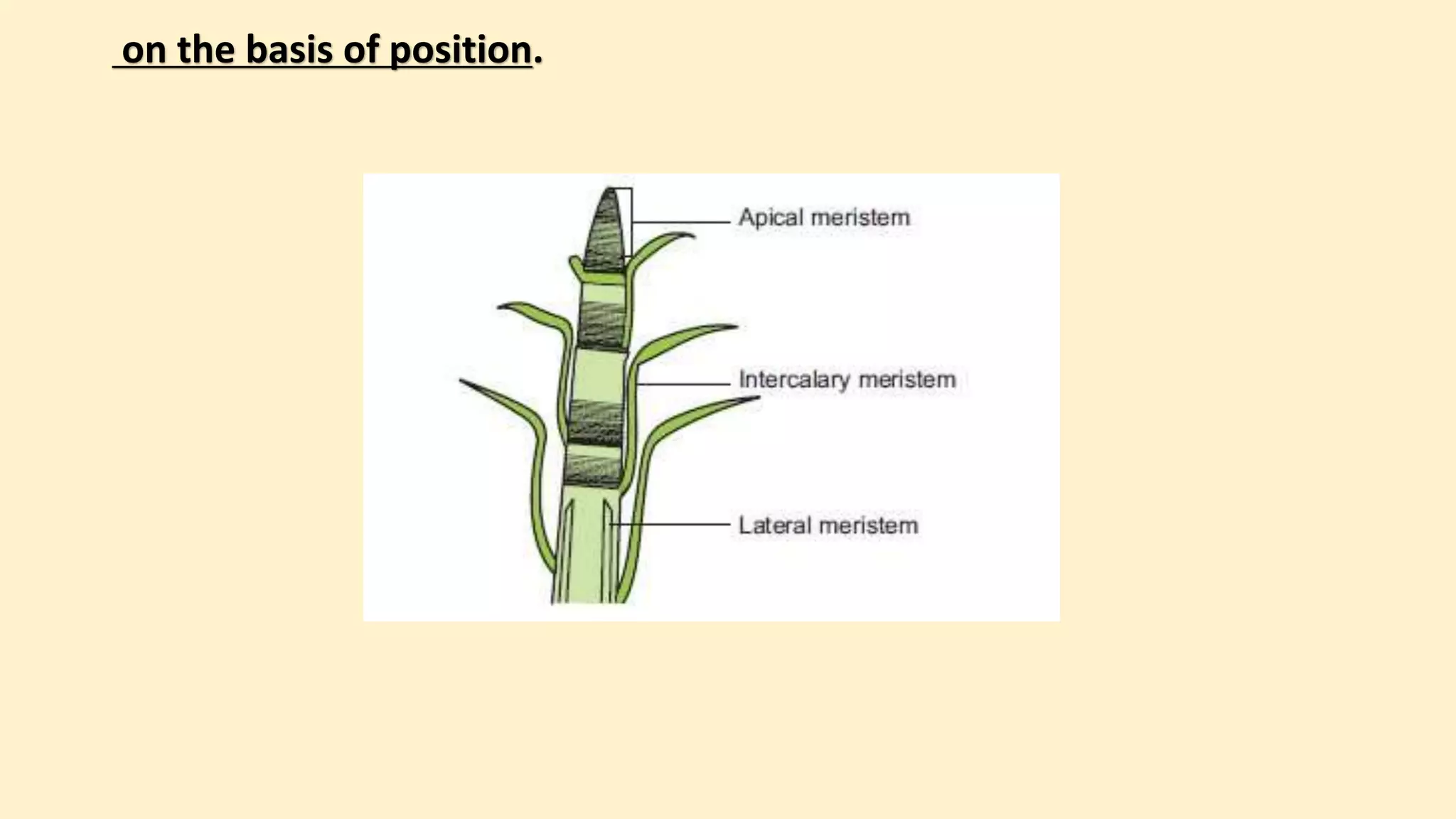types of meristems. | PPTX