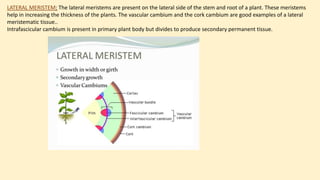 types of meristems. | PPTX