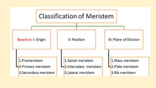 types of meristems. | PPTX