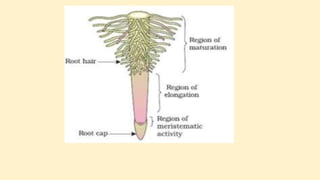 types of meristems. | PPTX