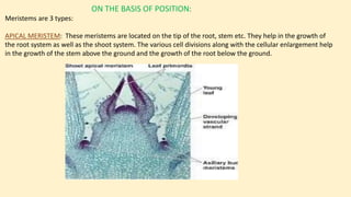 types of meristems. | PPTX