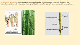 types of meristems. | PPTX