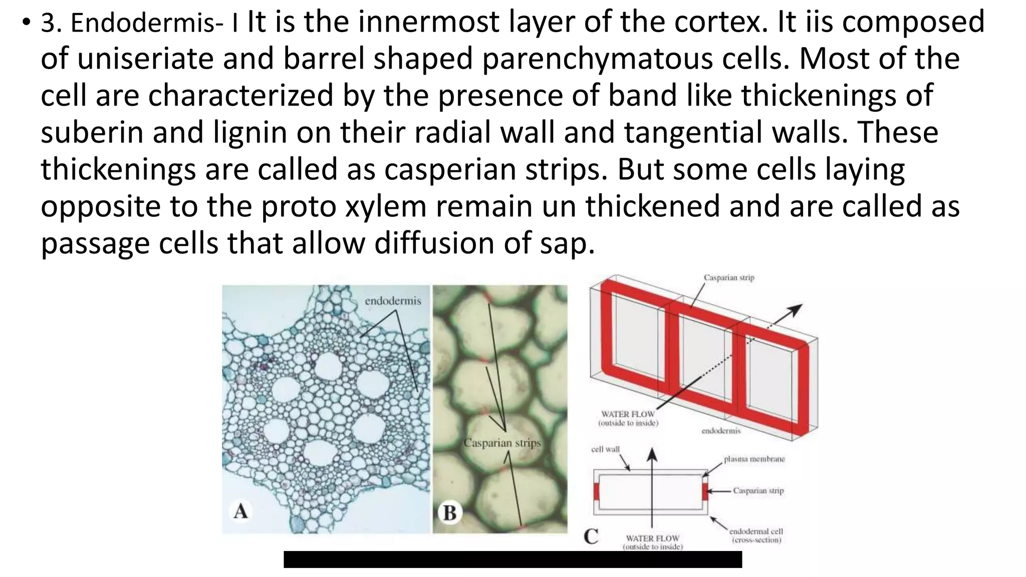 Plant anatomy | PPTX