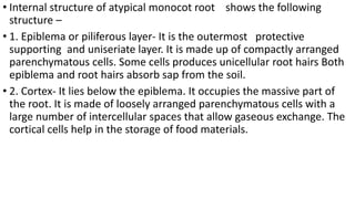 Plant anatomy | PPTX