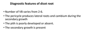 Plant anatomy | PPTX