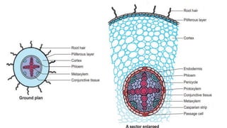 Plant anatomy | PPTX