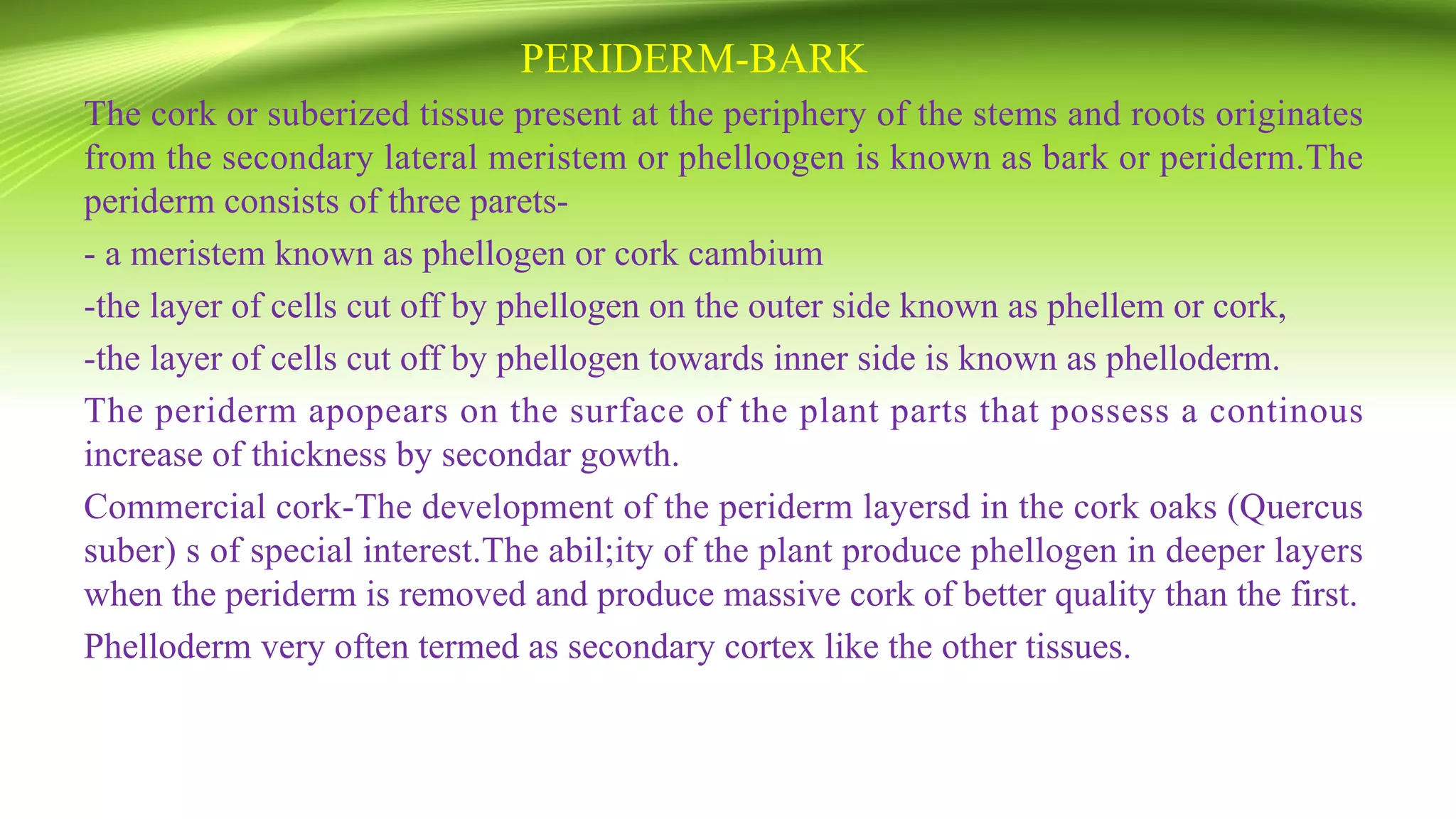 Secondary Growth in Dicot Stem & Root | PDF
