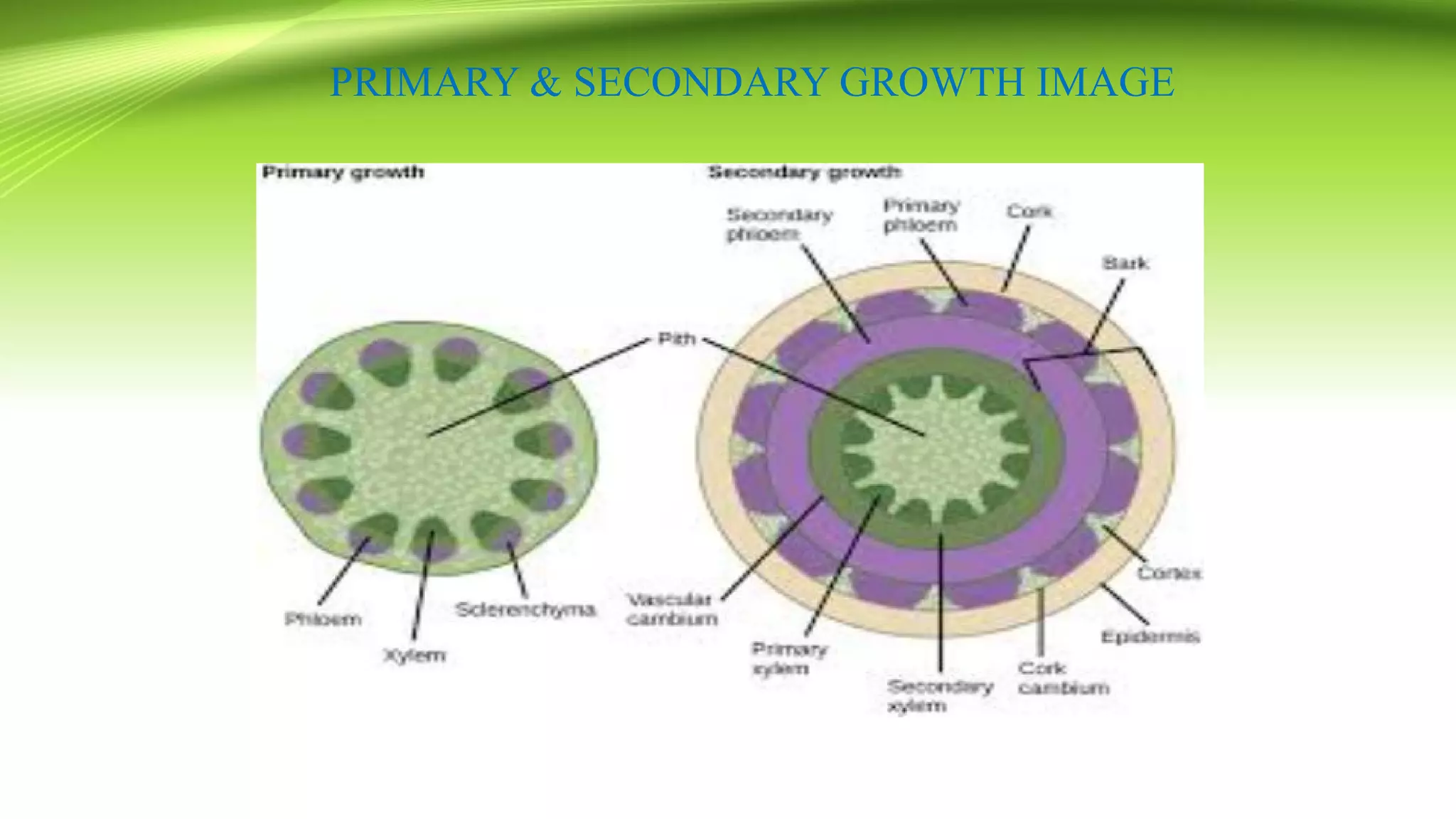 Secondary Growth in Dicot Stem & Root | PDF