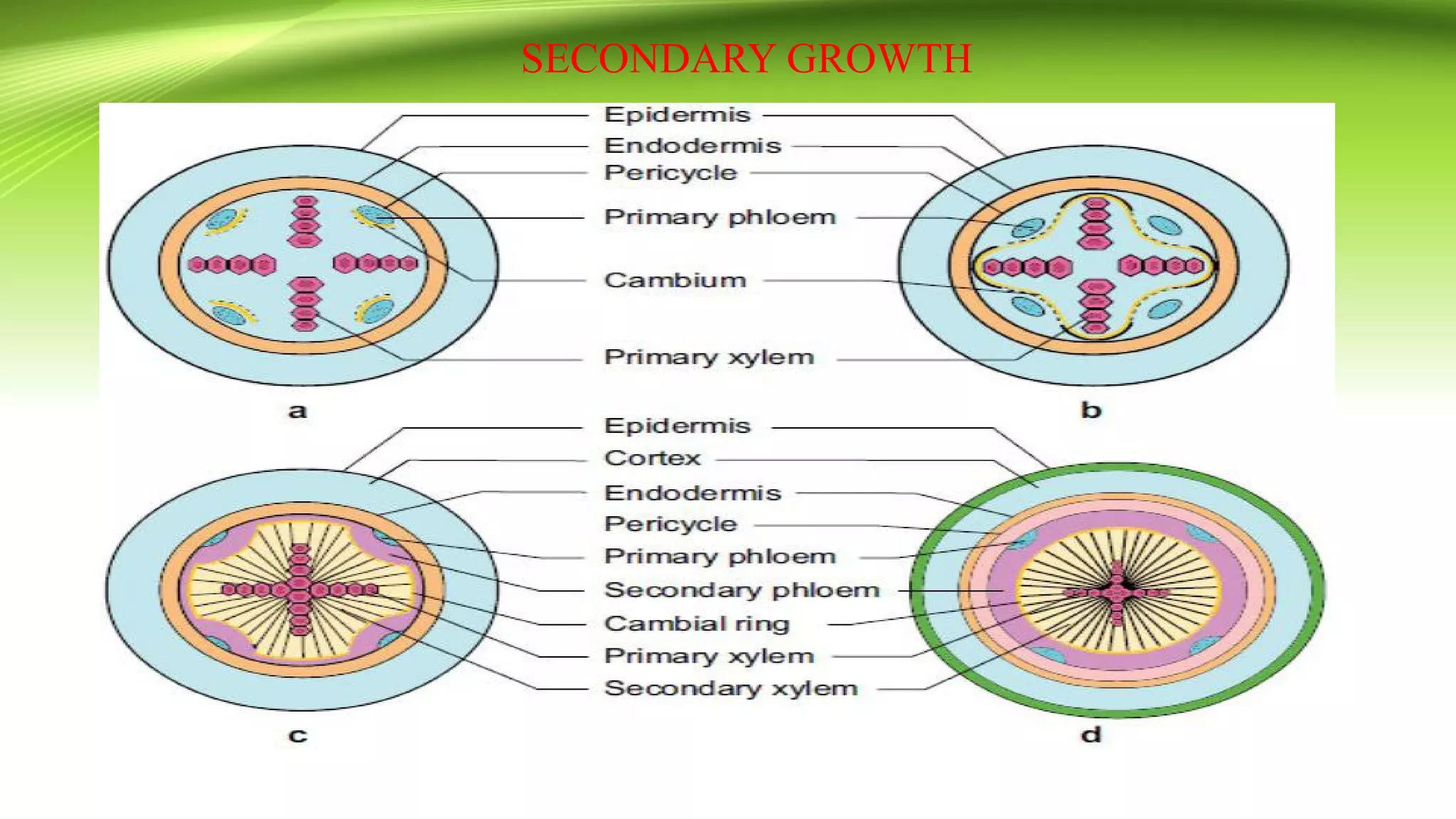 Secondary Growth in Dicot Stem & Root | PDF