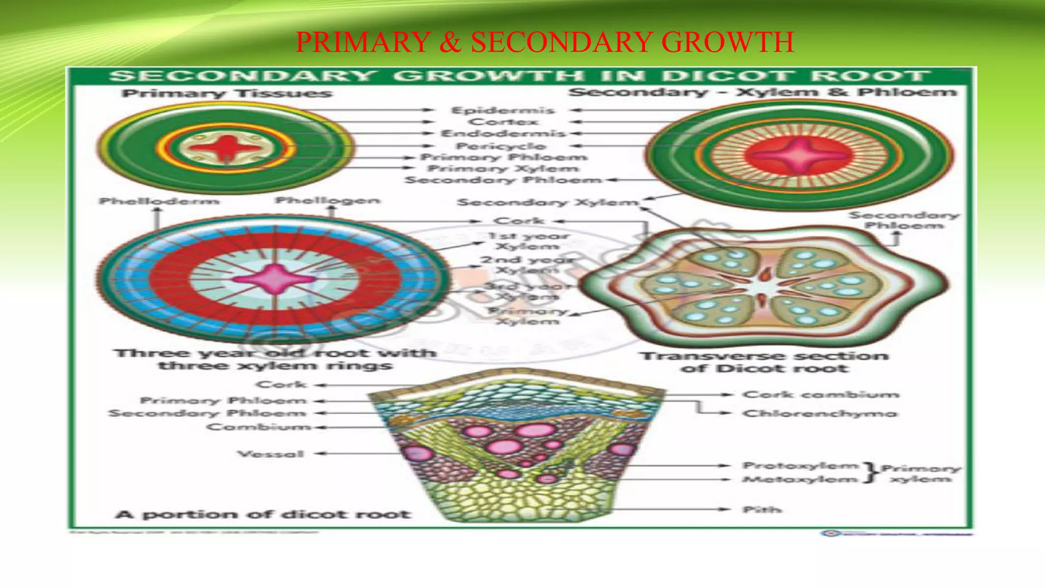 Secondary Growth in Dicot Stem & Root | PDF